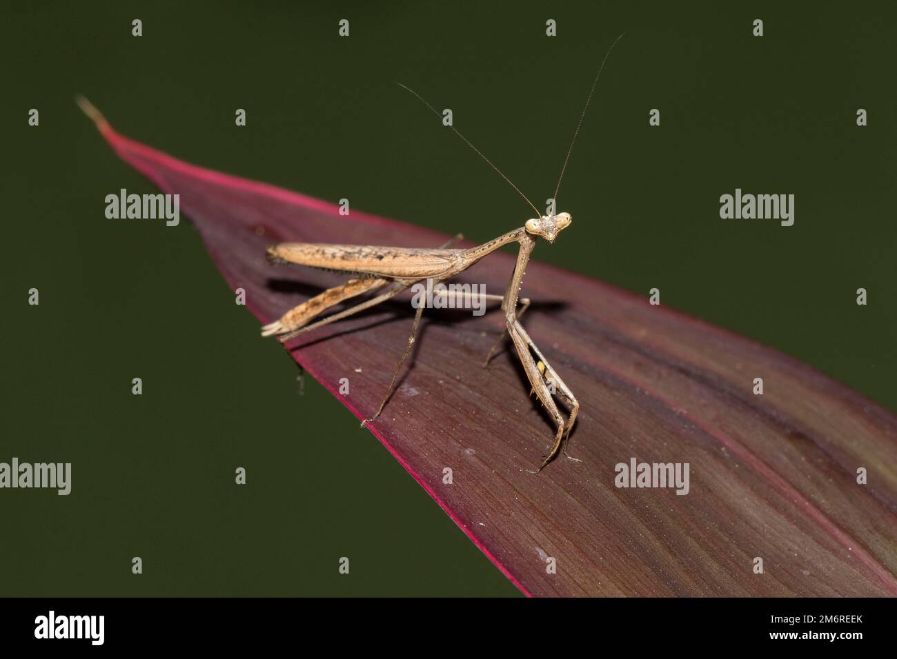 Asian jumping mantis (Statilia maculata), Ubon Ratchathani, Isaan ...