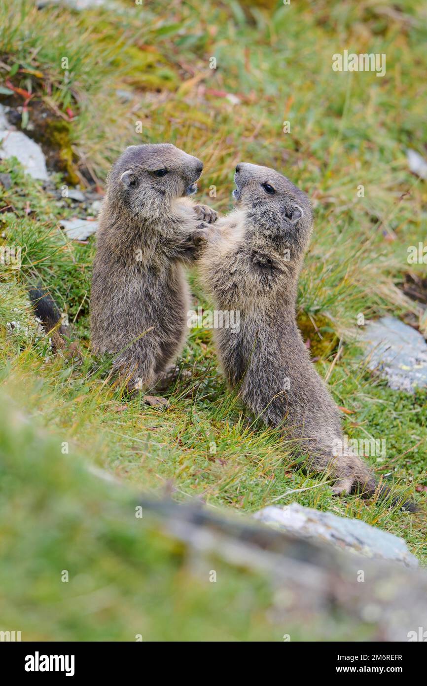 Marmot behavior hi-res stock photography and images - Alamy