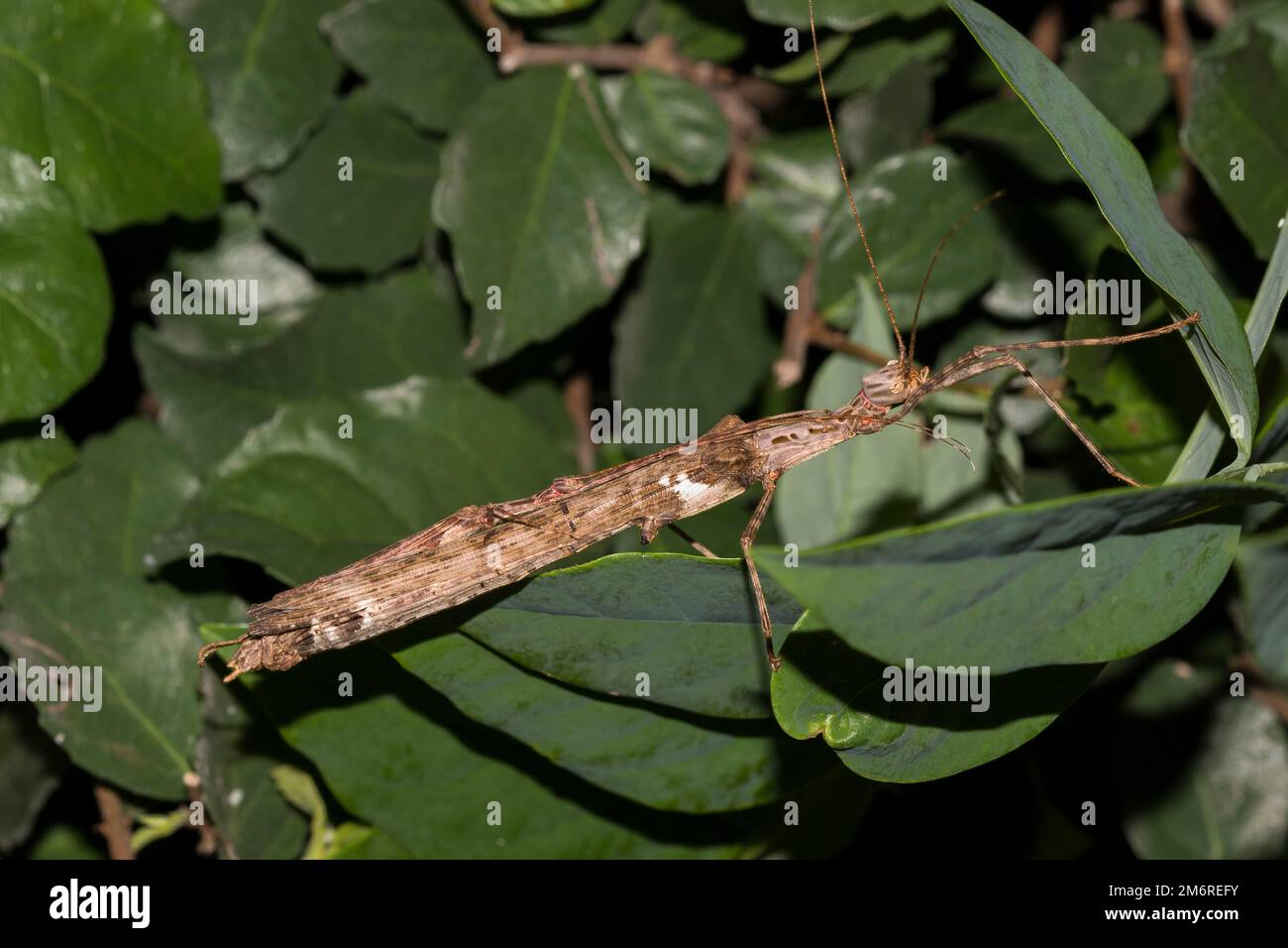 Ghost insect, stick insect (Phasmatidae) with young on its back, Ubon ...