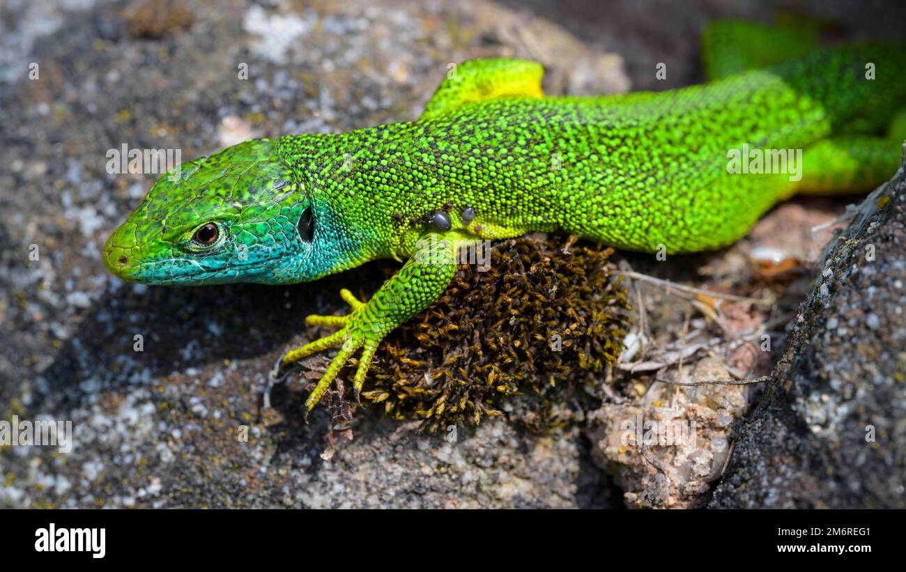 Western green lizard (Lacerta bilineata), sunbathing on a dry stone ...