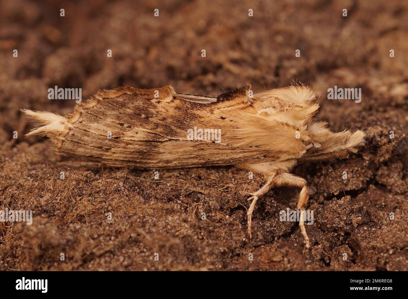 Natural closeup on the pale prominent moth, Pterostoma palpina sitting ...