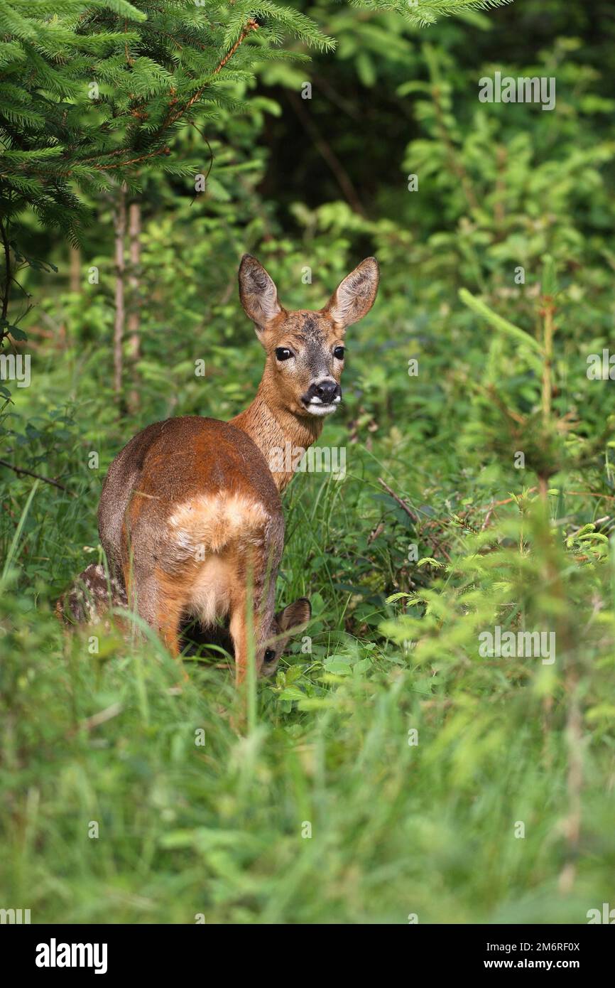 European roe deer (Capreolus capreolus) doe with fawn in the forest ...