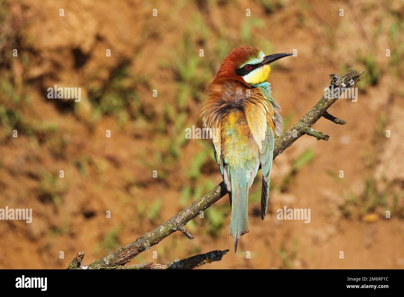 European bee-eater (Merops apiaster) securing on a branch in front of ...