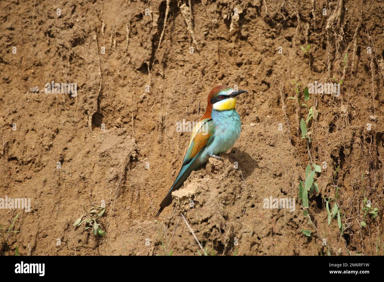 European bee-eater (Merops apiaster) in front of the breeding wall ...