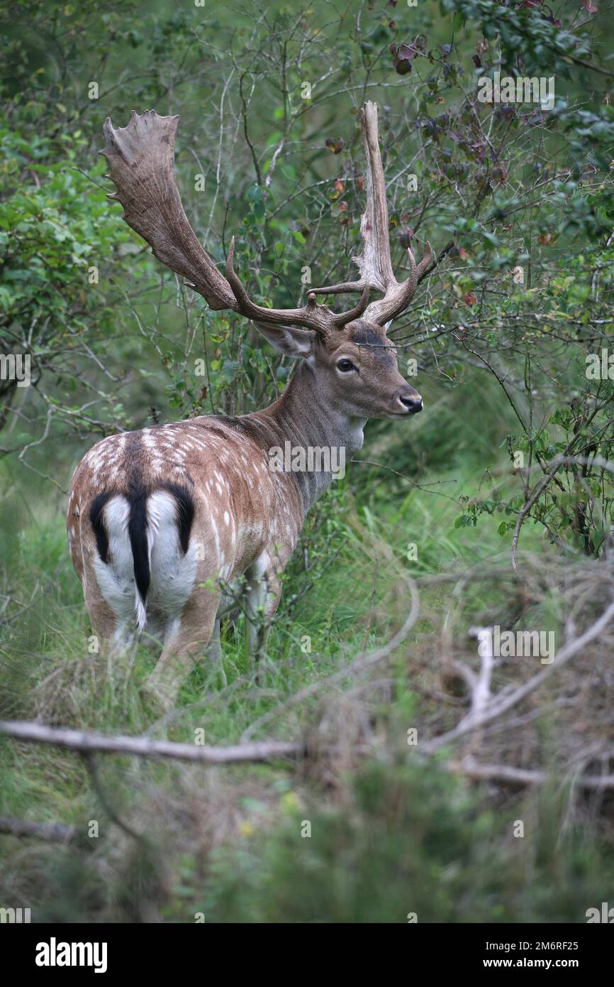 Fallow deer (Dama dama) Deer securing in bushes, Allgaeu, Bavaria ...