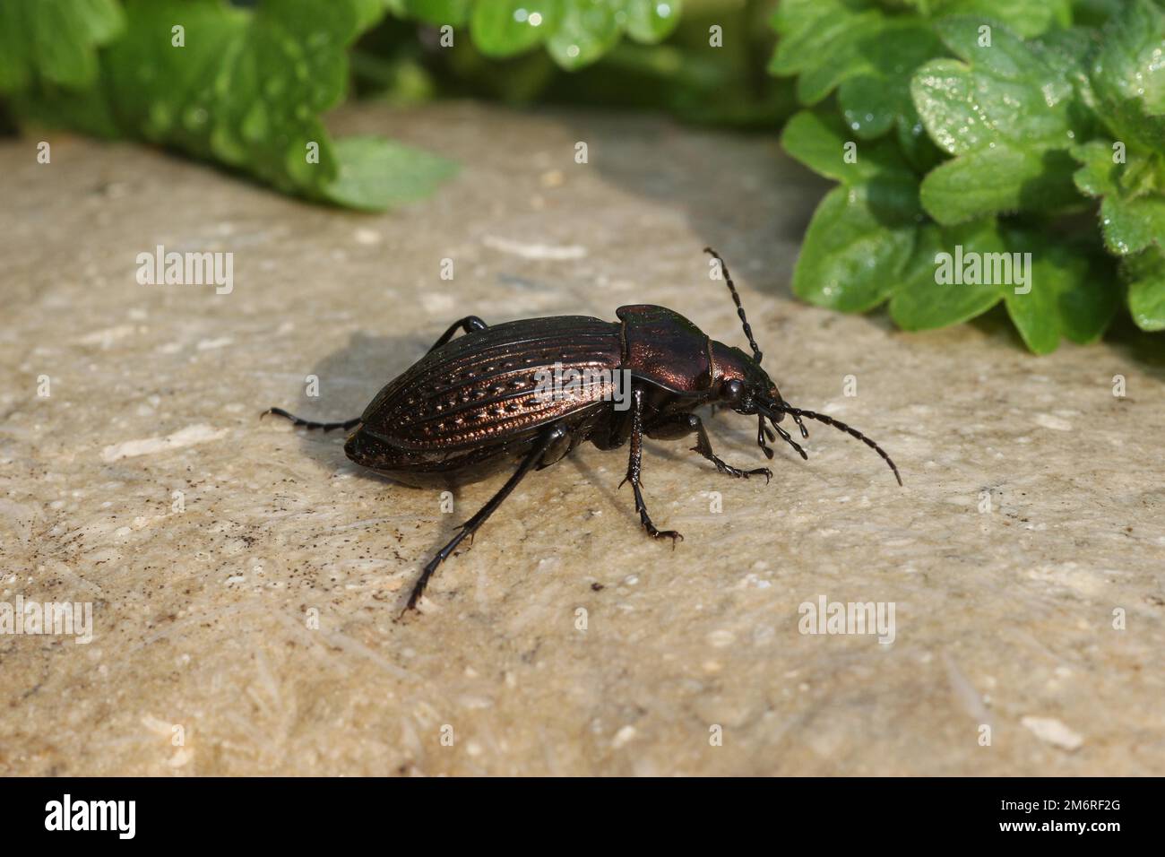 Grove beetle (Carabus nemoralis) Allgaeu, Bavaria, Germany Stock Photo ...