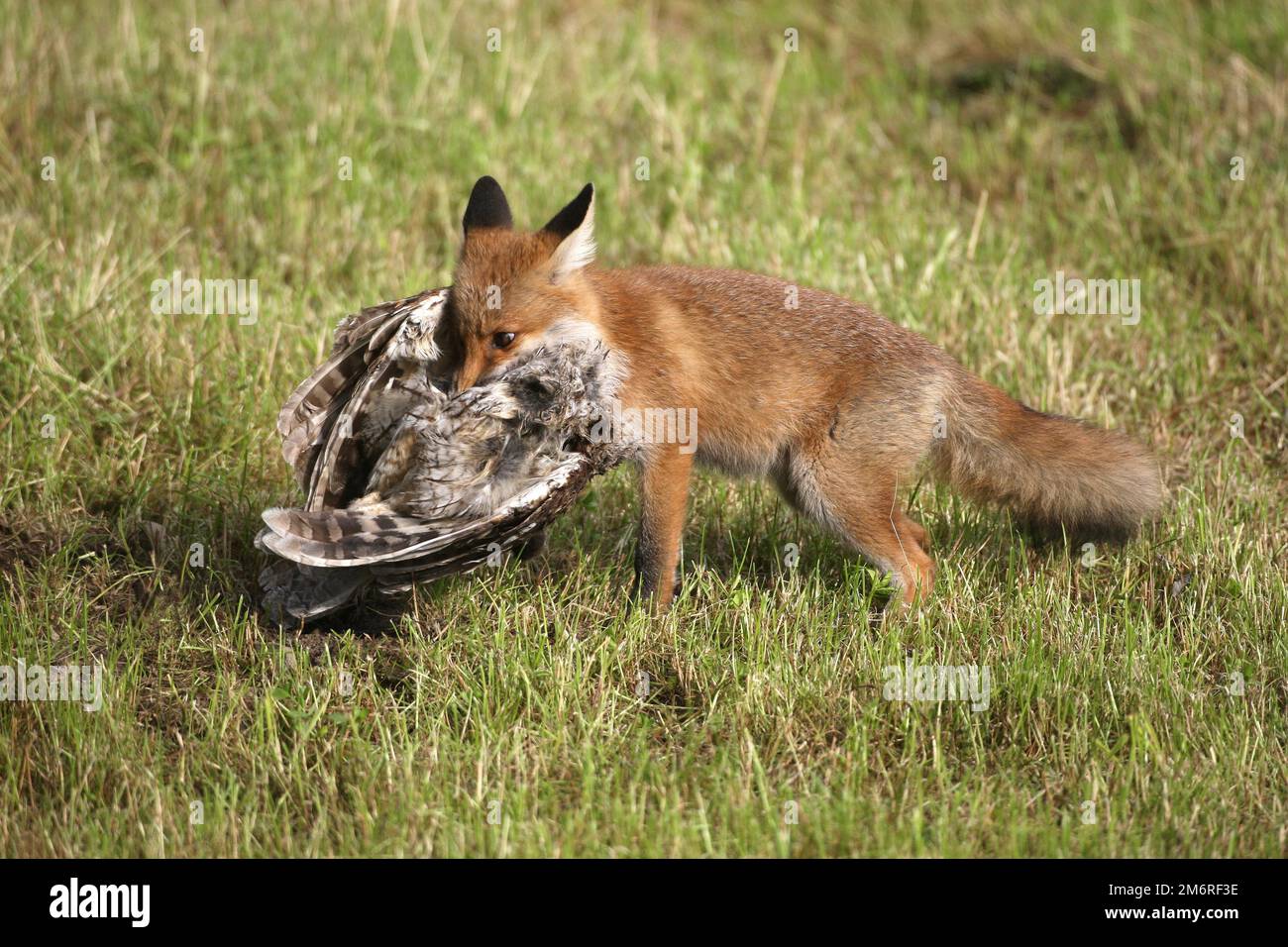 Red fox (Vulpes vulpes) independent young fox on mown meadow with dead ...
