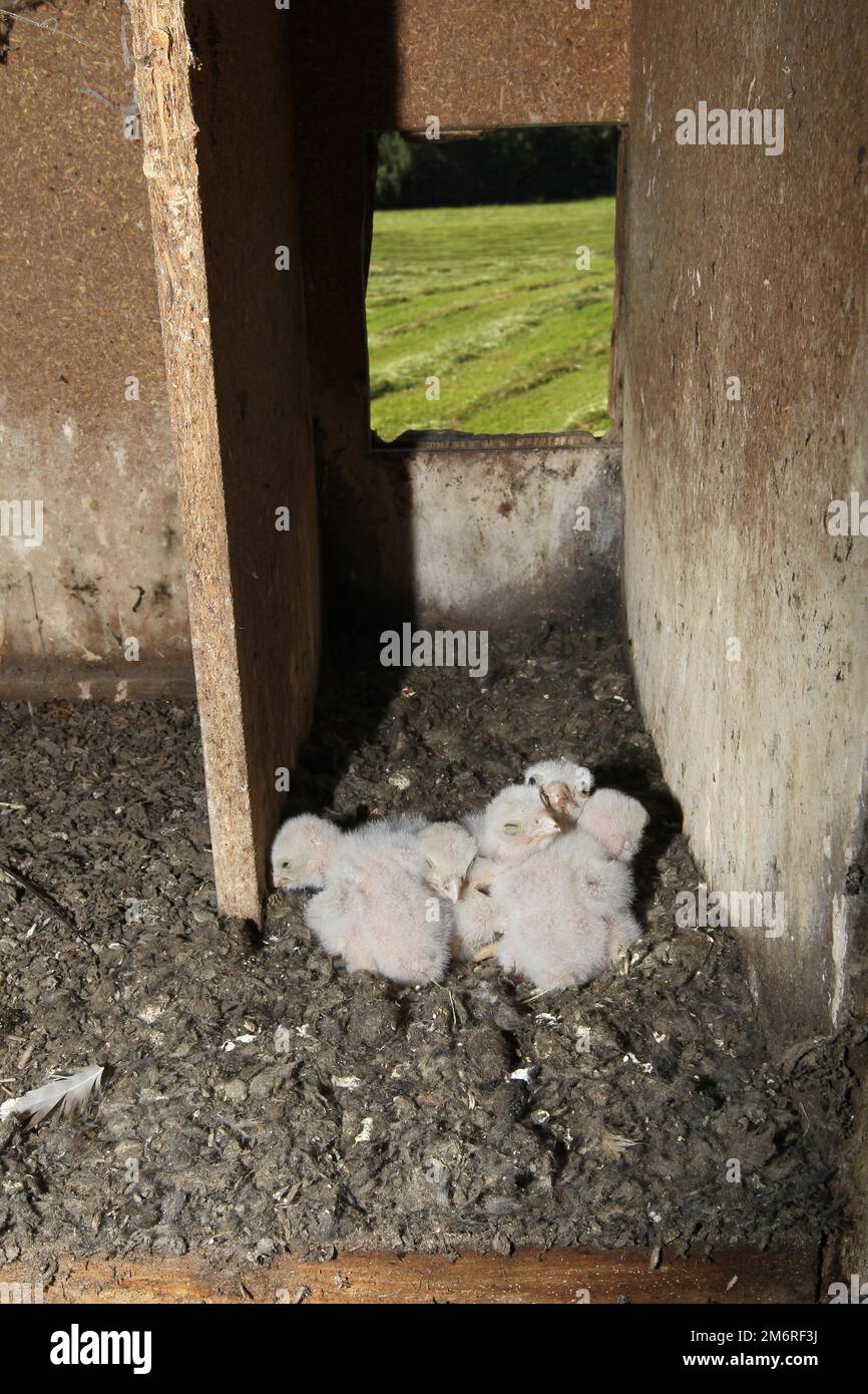 Common kestrel (Falco tinnunculus) one week old young birds in a nest ...
