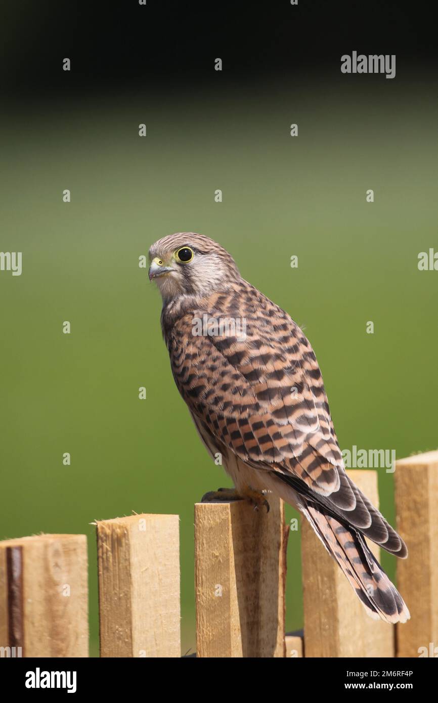 Common kestrel (Falco tinnunculus) fledgling secured on a garden fence ...