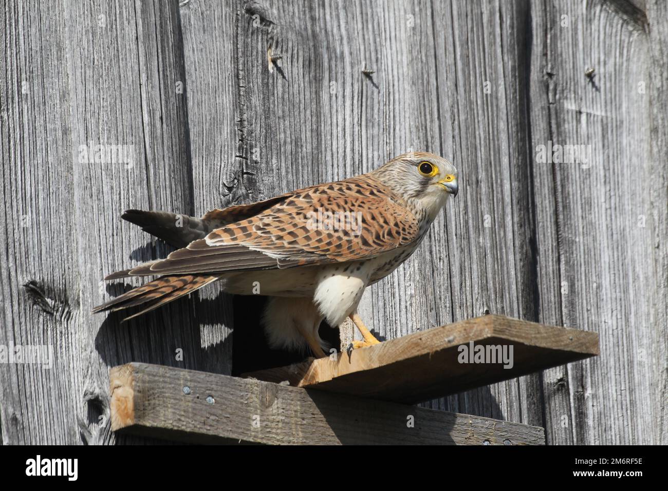 Common kestrel (Falco tinnunculus) female on the perch in front of the ...