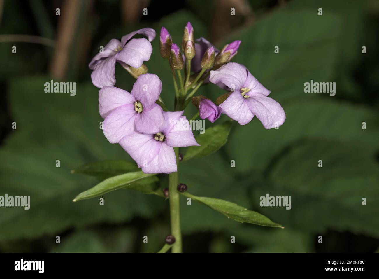 Large-flowered bittercress (Cardamine bulbifera) Inflorescence, Baden ...