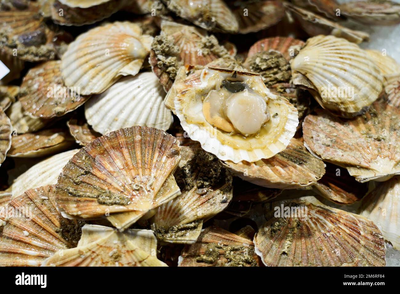Scallops, Campo de la Pescaria fish hall, Rialto market, San Polo ...