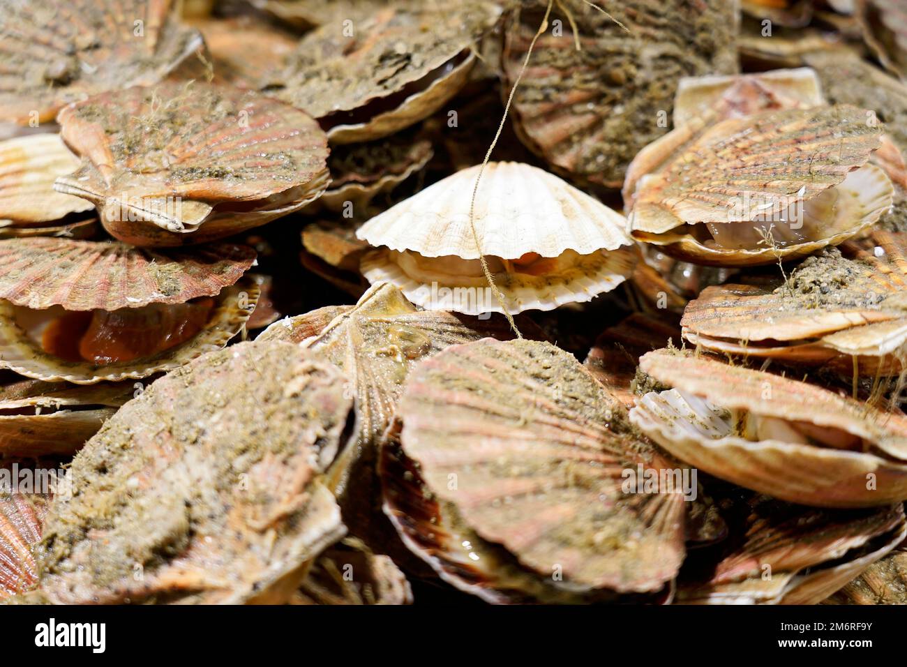 Scallops, Campo de la Pescaria fish hall, Rialto market, San Polo ...