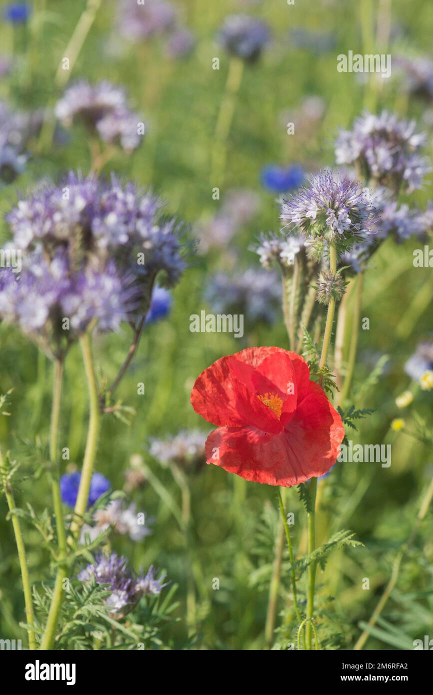 Poppy flowers (Papaver rhoeas) and lacy phacelia (Phacelia ...
