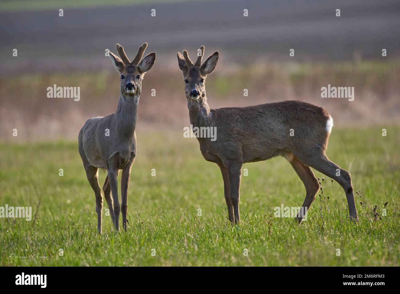 Two roe deer resting hi-res stock photography and images - Alamy