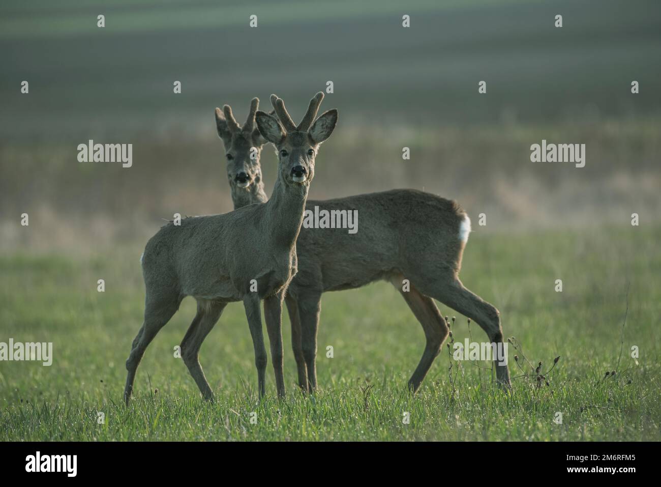Two buck hi-res stock photography and images - Alamy