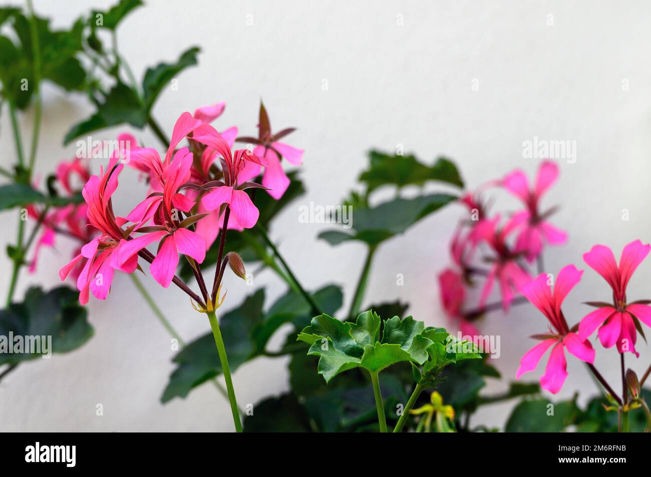 Geraniums (Pelargonium) Allgaeu, Bavaria, Germany Stock Photo - Alamy