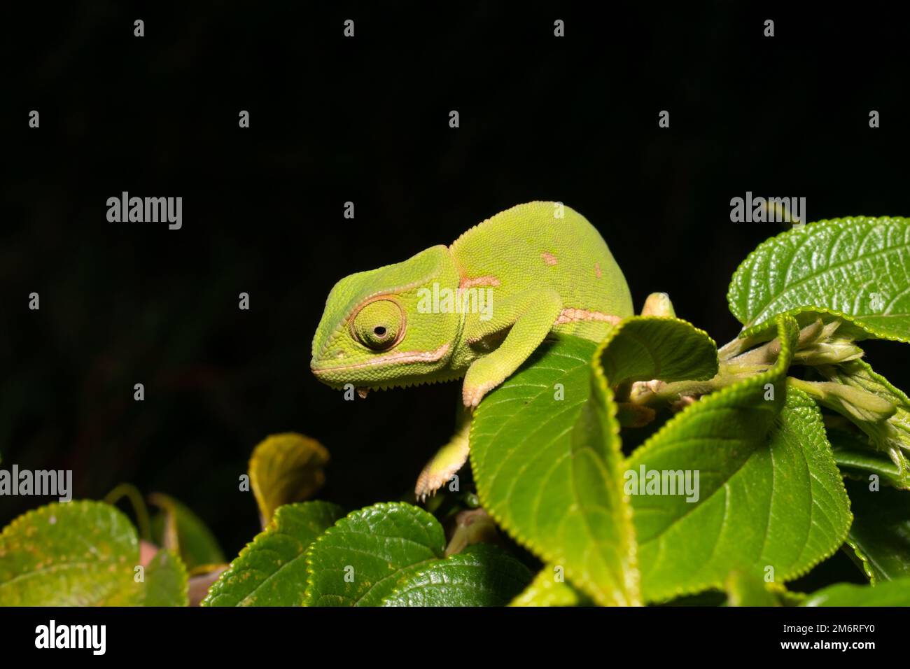 Flap-necked chameleons (Chamaeleo dilepis Stock Photo - Alamy