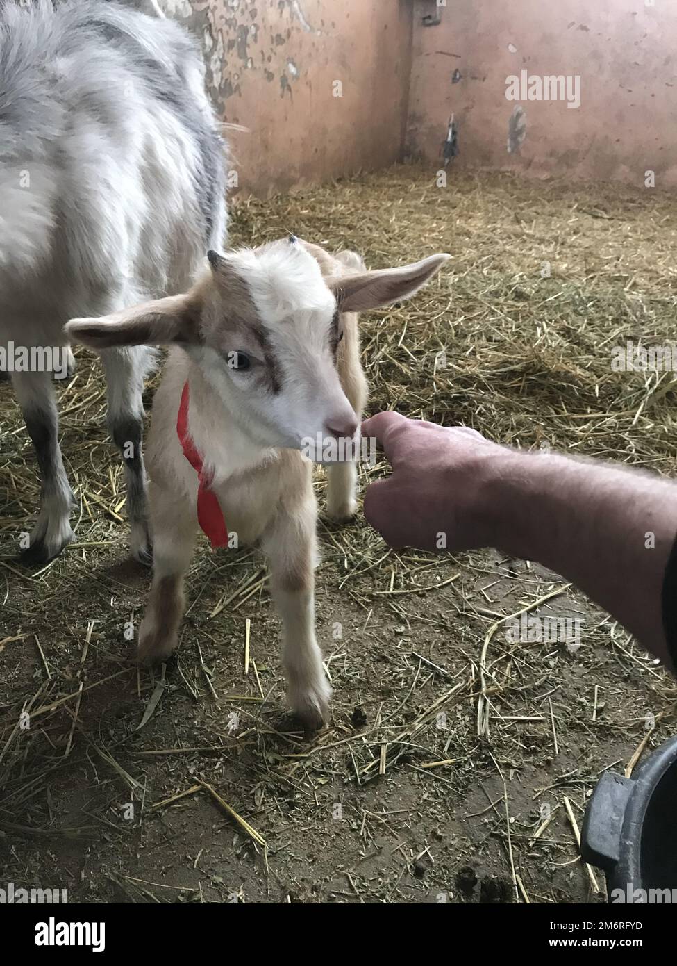 hand stroking a little white goat in the barn Stock Photo - Alamy