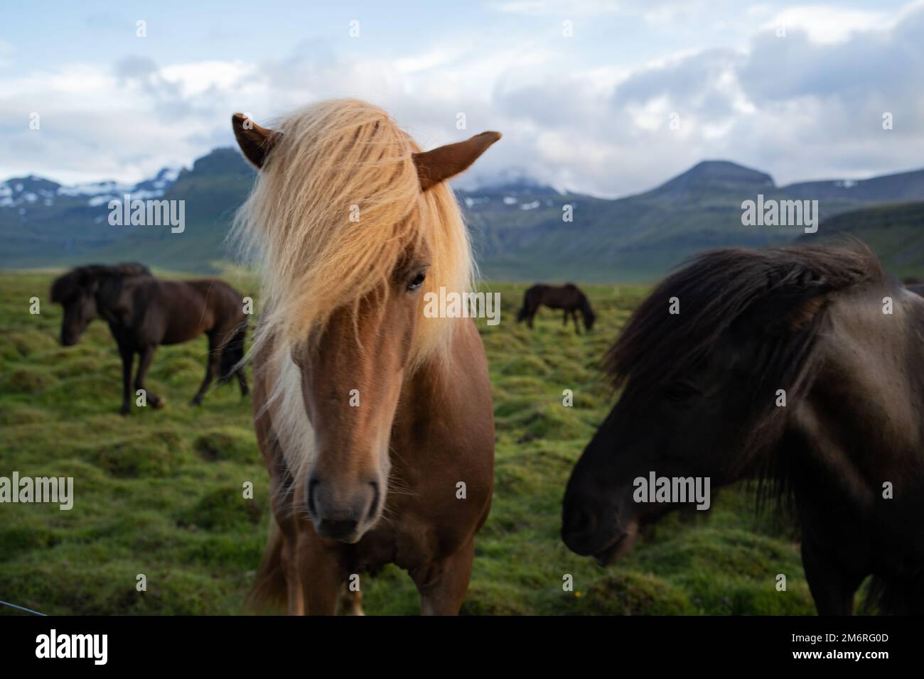 Icelandic horses grazing at the Berg Horse Farm in Iceland Stock Photo ...