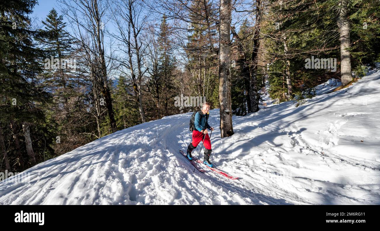 Ski tourers in the forest, ascent to the Rotwand, in winter, Mangfall Mountains, Bavaria ...