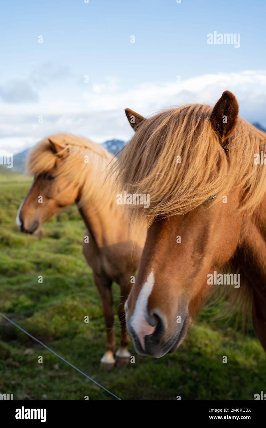 Berg farm iceland hi-res stock photography and images - Alamy