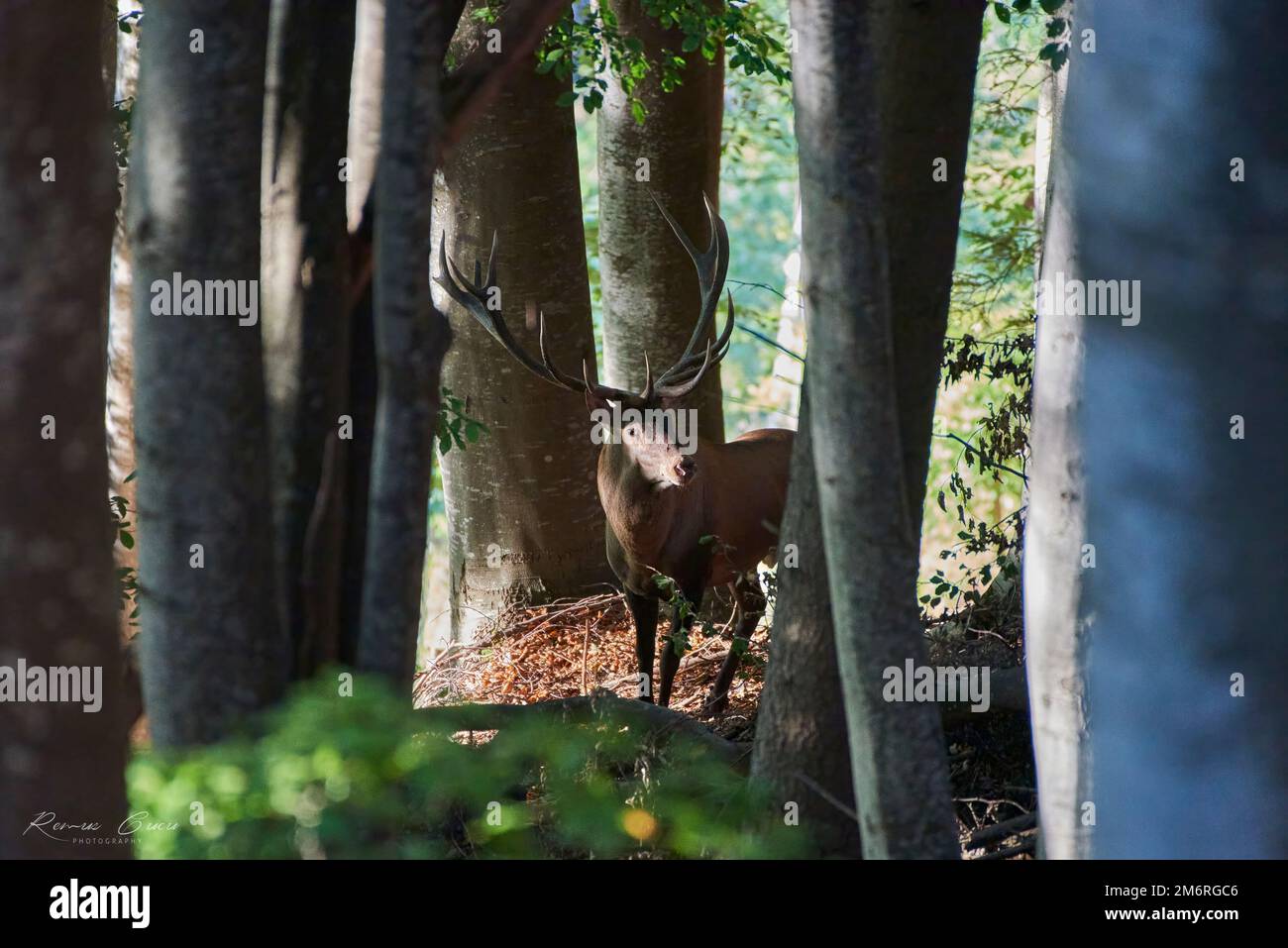 Red deer stag in autumn season Stock Photo - Alamy