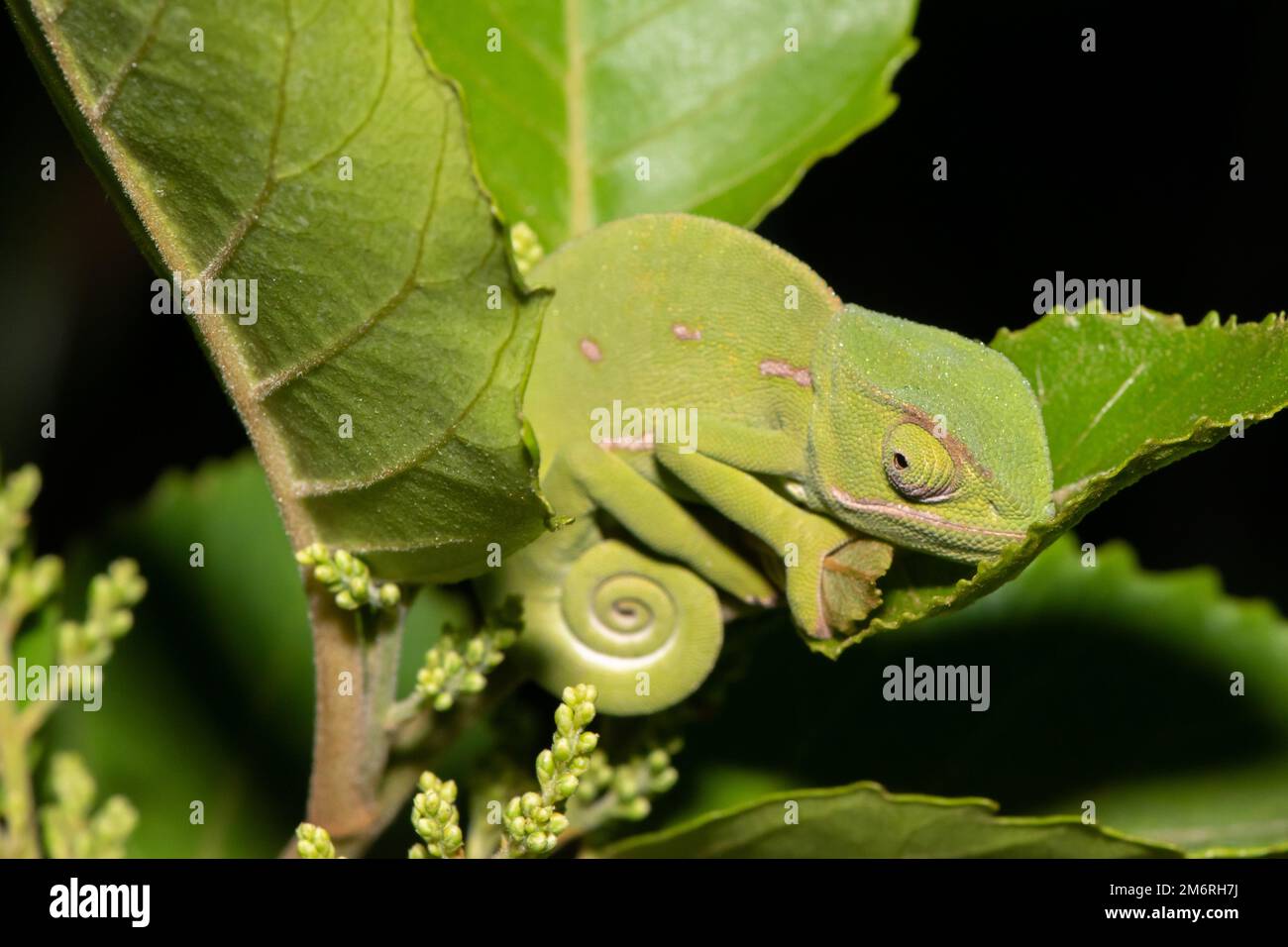 Flap-necked chameleons (Chamaeleo dilepis Stock Photo - Alamy