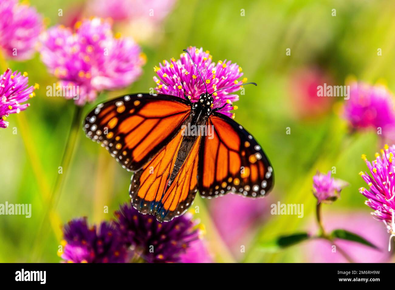 A closeup shot of an orange monarch butterfly on a purple clover flower ...