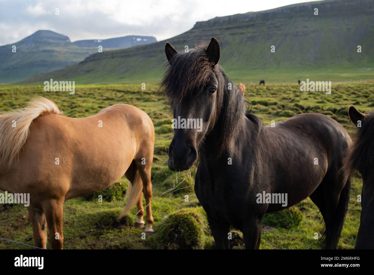 Icelandic horses grazing at the Berg Horse Farm in Iceland Stock Photo ...
