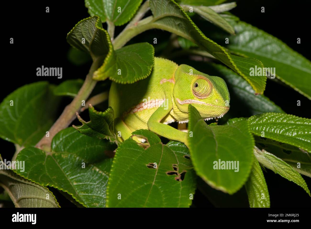 Flap-necked chameleons (Chamaeleo dilepis Stock Photo - Alamy