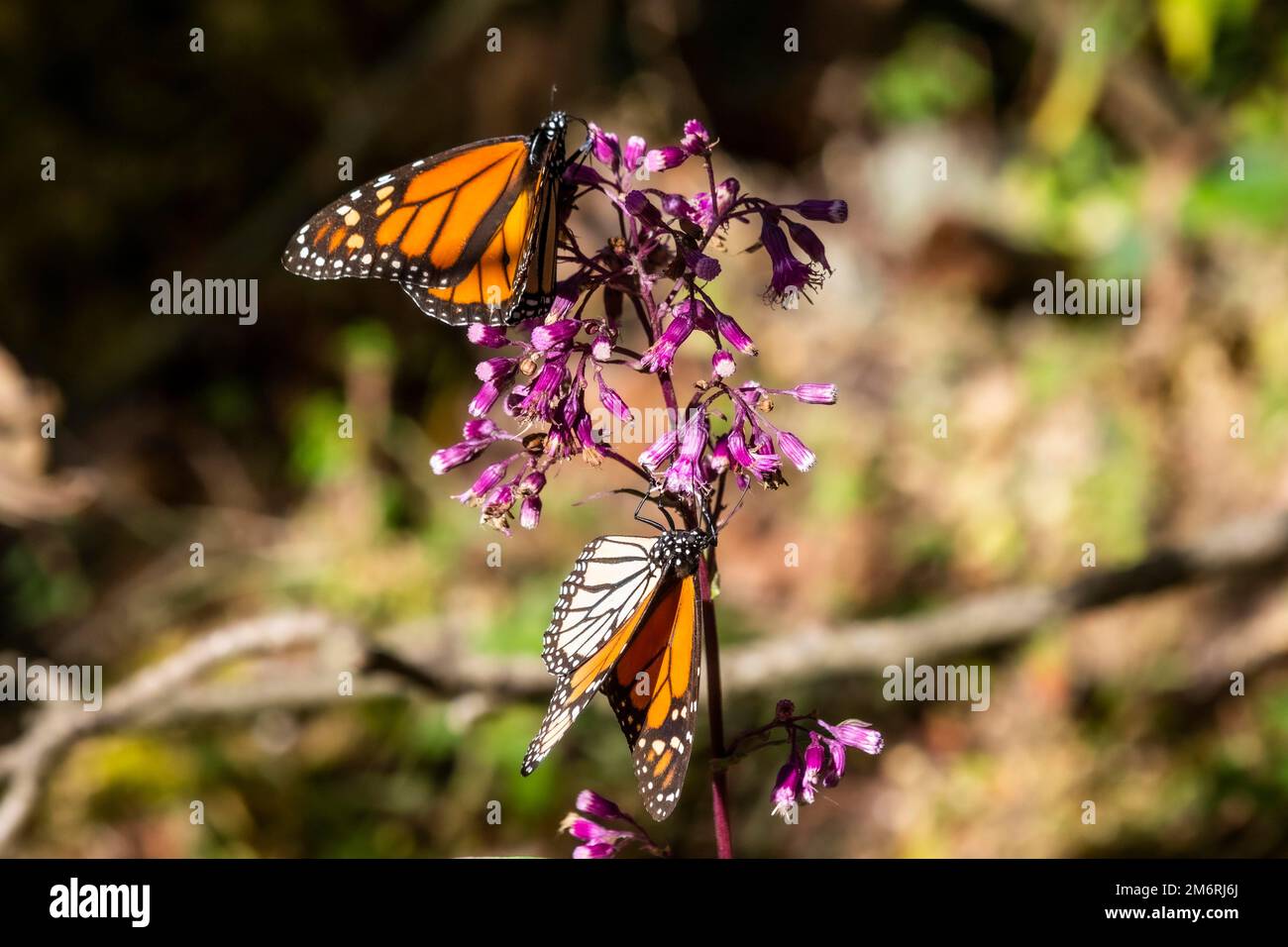 Close up from a Monarch butterfly (Danaus plexippus) Unesco site ...