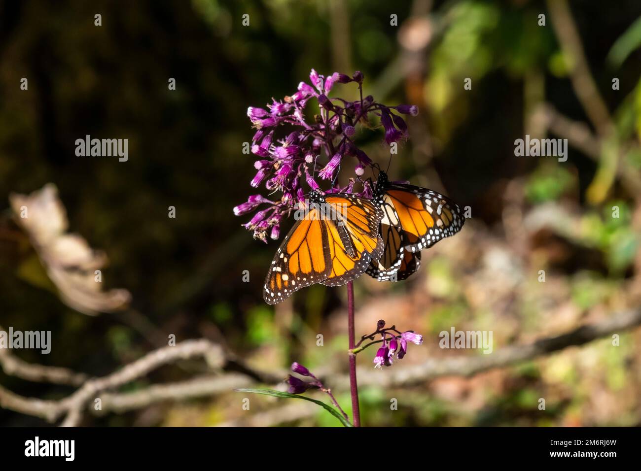 Close up from a Monarch butterfly (Danaus plexippus) Unesco site ... Close up from a Monarch butterfly (Danaus plexippus) Unesco site ...