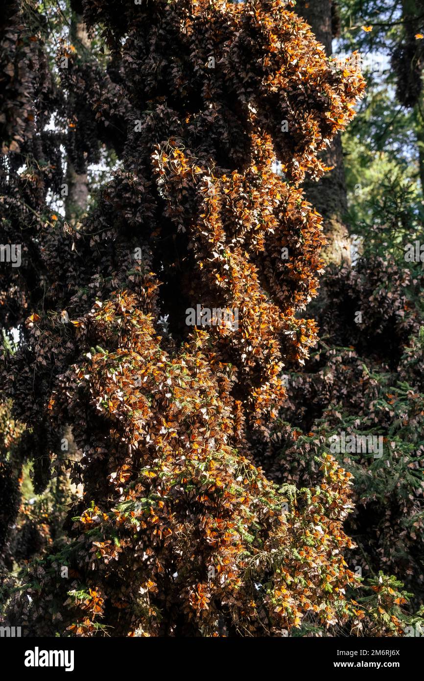 Millions of Butterflies covering trees in the Unesco site Monarch ...
