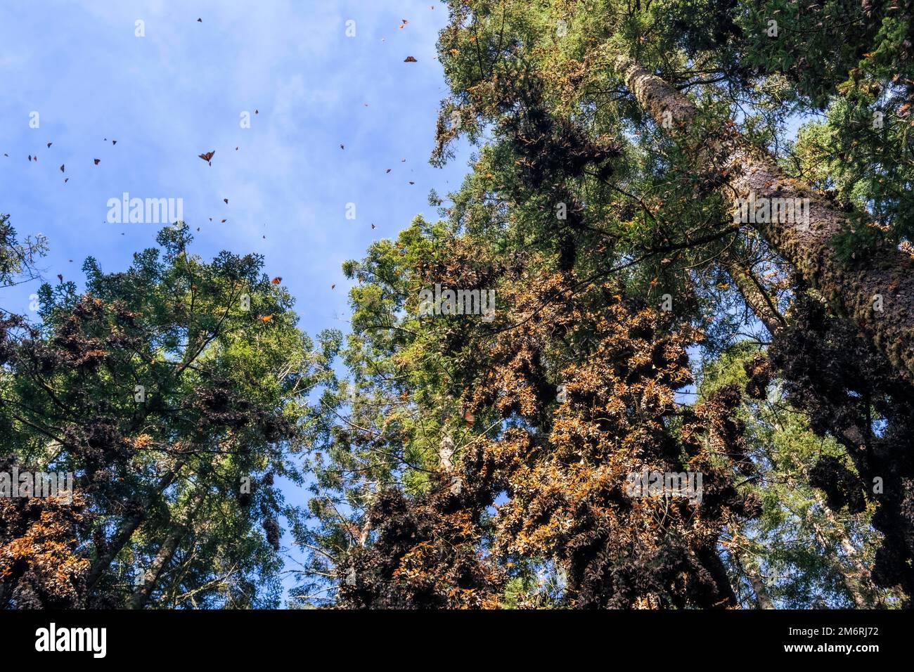 Millions of Butterflies covering trees in the Unesco site Monarch ...
