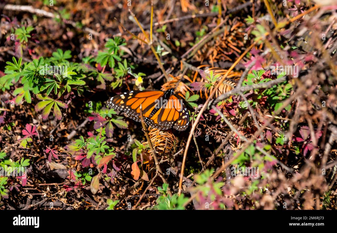Close up from a Monarch butterfly (Danaus plexippus) Unesco site ...