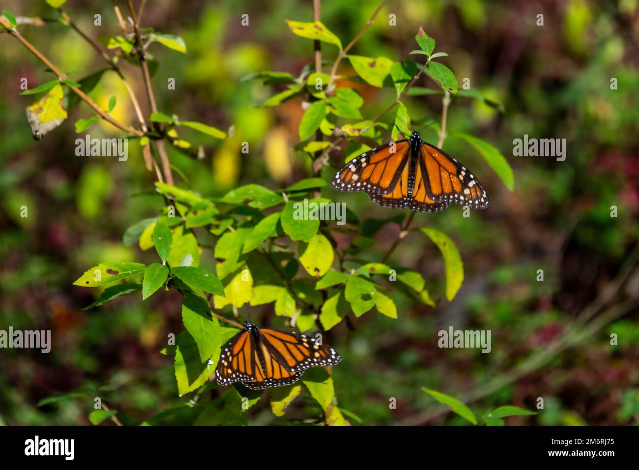 Close up from a Monarch butterfly (Danaus plexippus) Unesco site ...