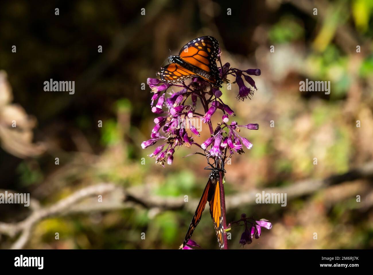 Close up from a Monarch butterfly (Danaus plexippus) Unesco site ...