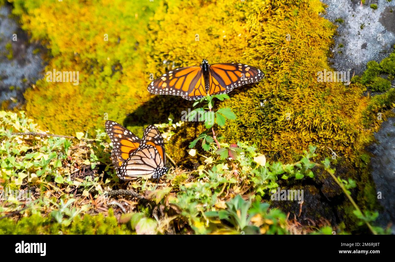 Close up from a Monarch butterfly (Danaus plexippus) Unesco site ...