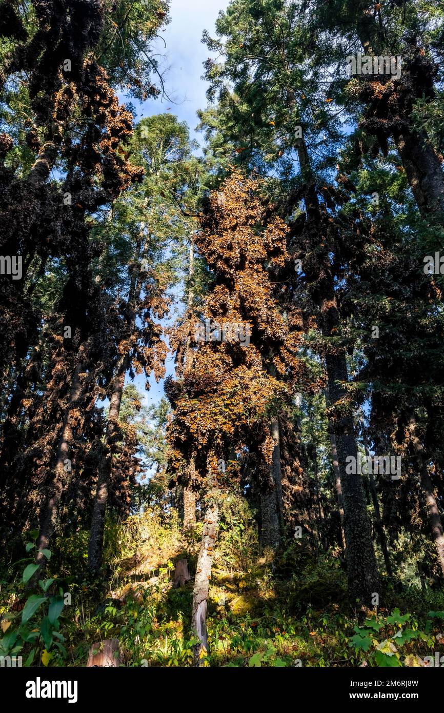 Millions of Butterflies covering trees in the Unesco site Monarch ...