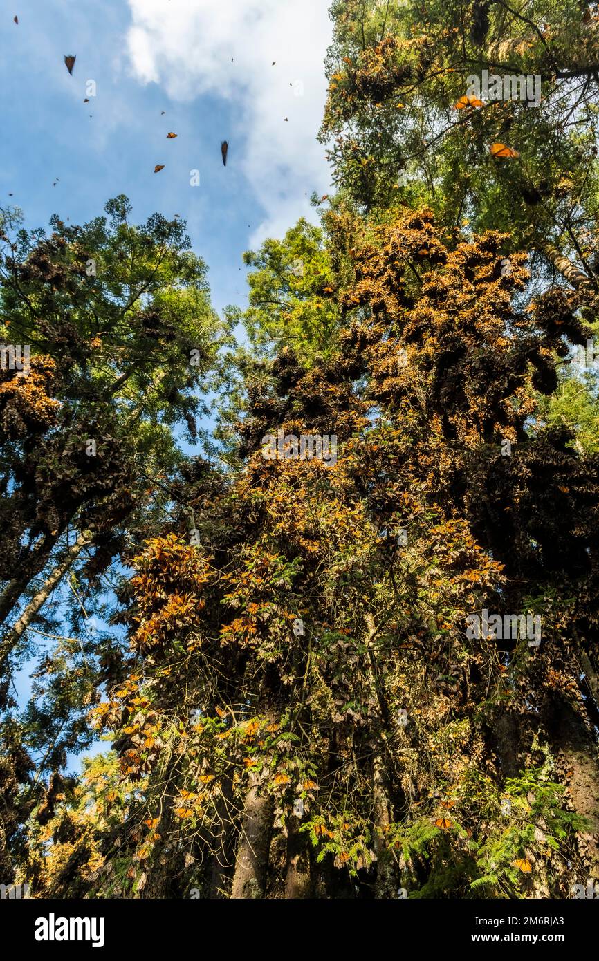 Millions of Butterflies covering trees in the Unesco site Monarch ...