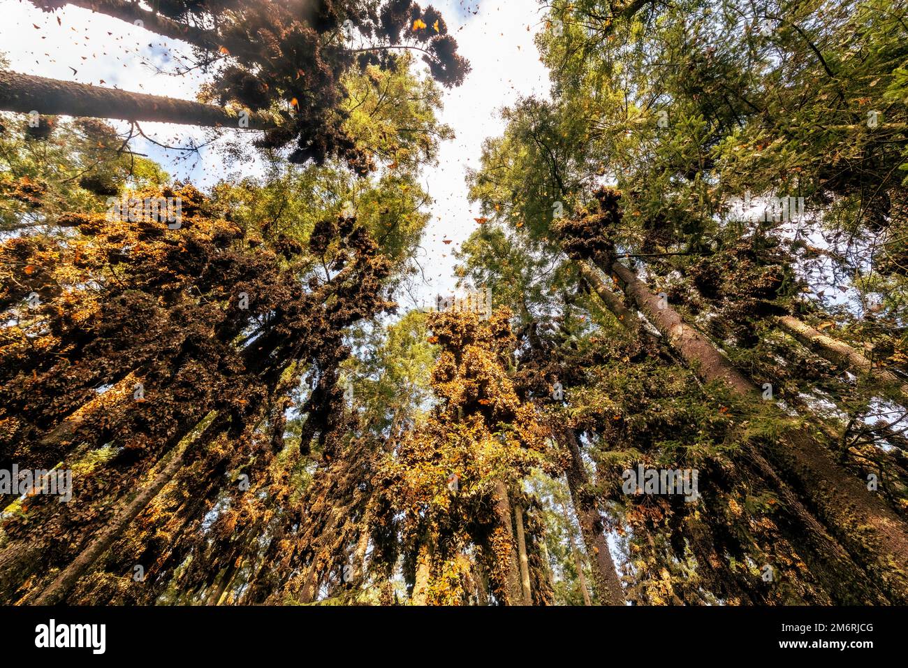 Millions of Butterflies covering trees in the Unesco site Monarch ...