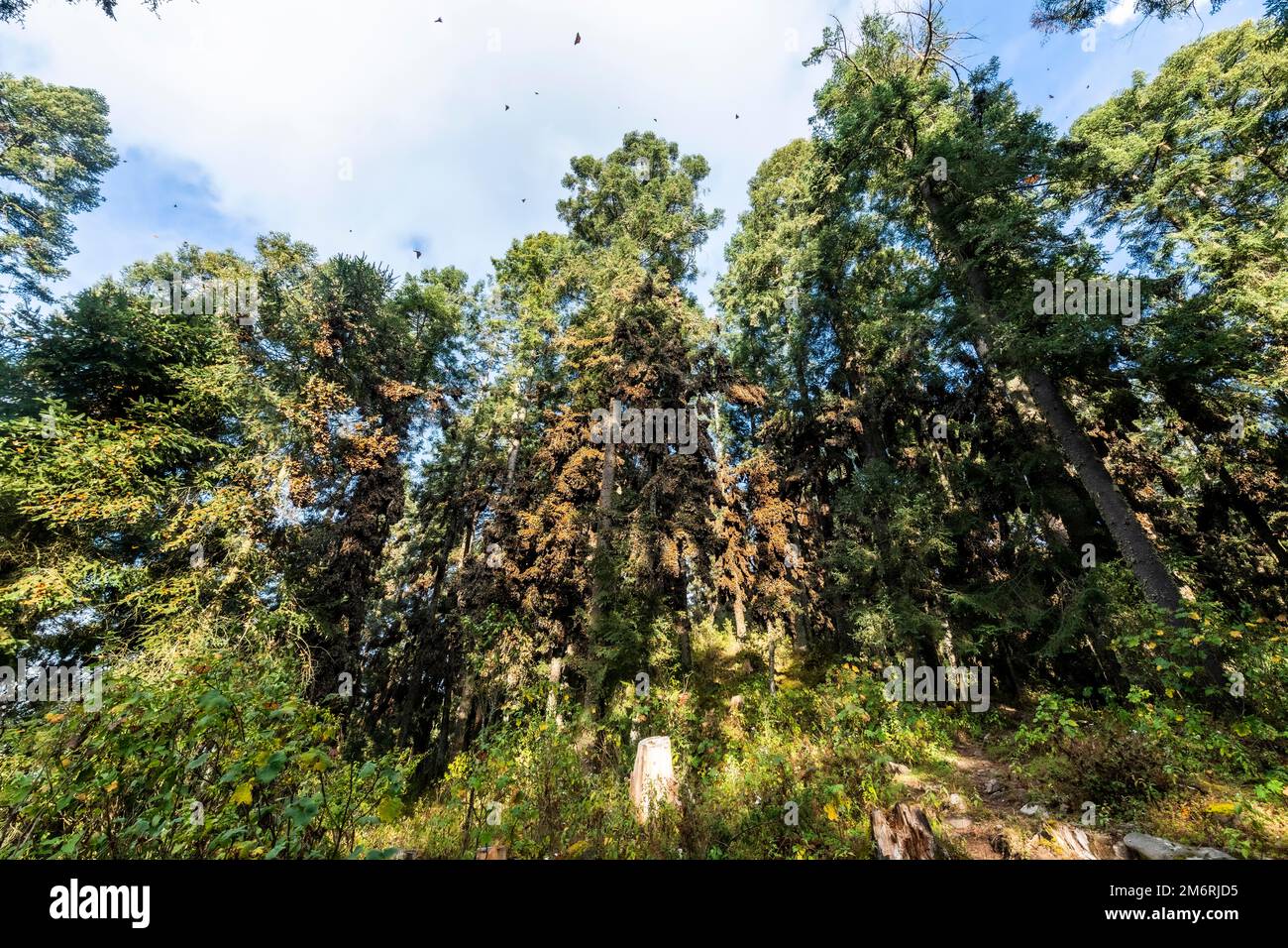 Millions of Butterflies covering trees in the Unesco site Monarch ...