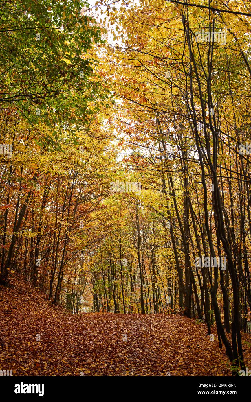 Autumn landscape with orange, green and yellow leaves on trees Stock ...