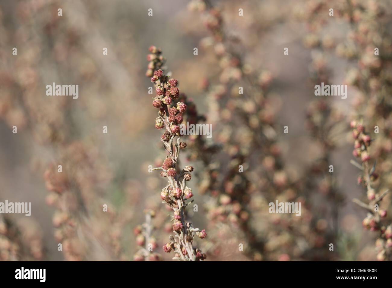Red flowering racemose disciform head inflorescences Artemisia ...