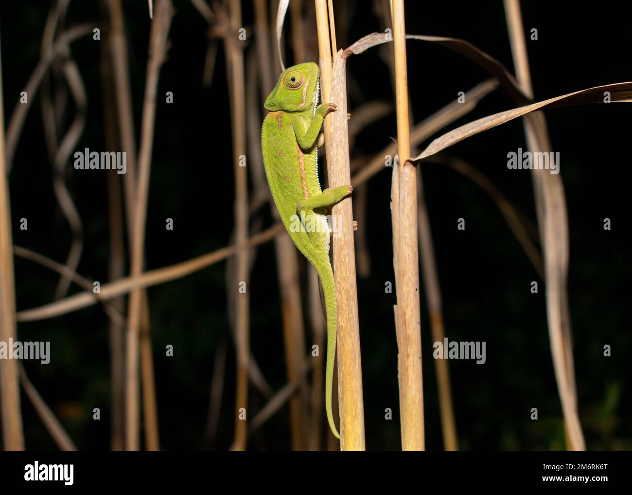 Flap-necked chameleons (Chamaeleo dilepis Stock Photo - Alamy