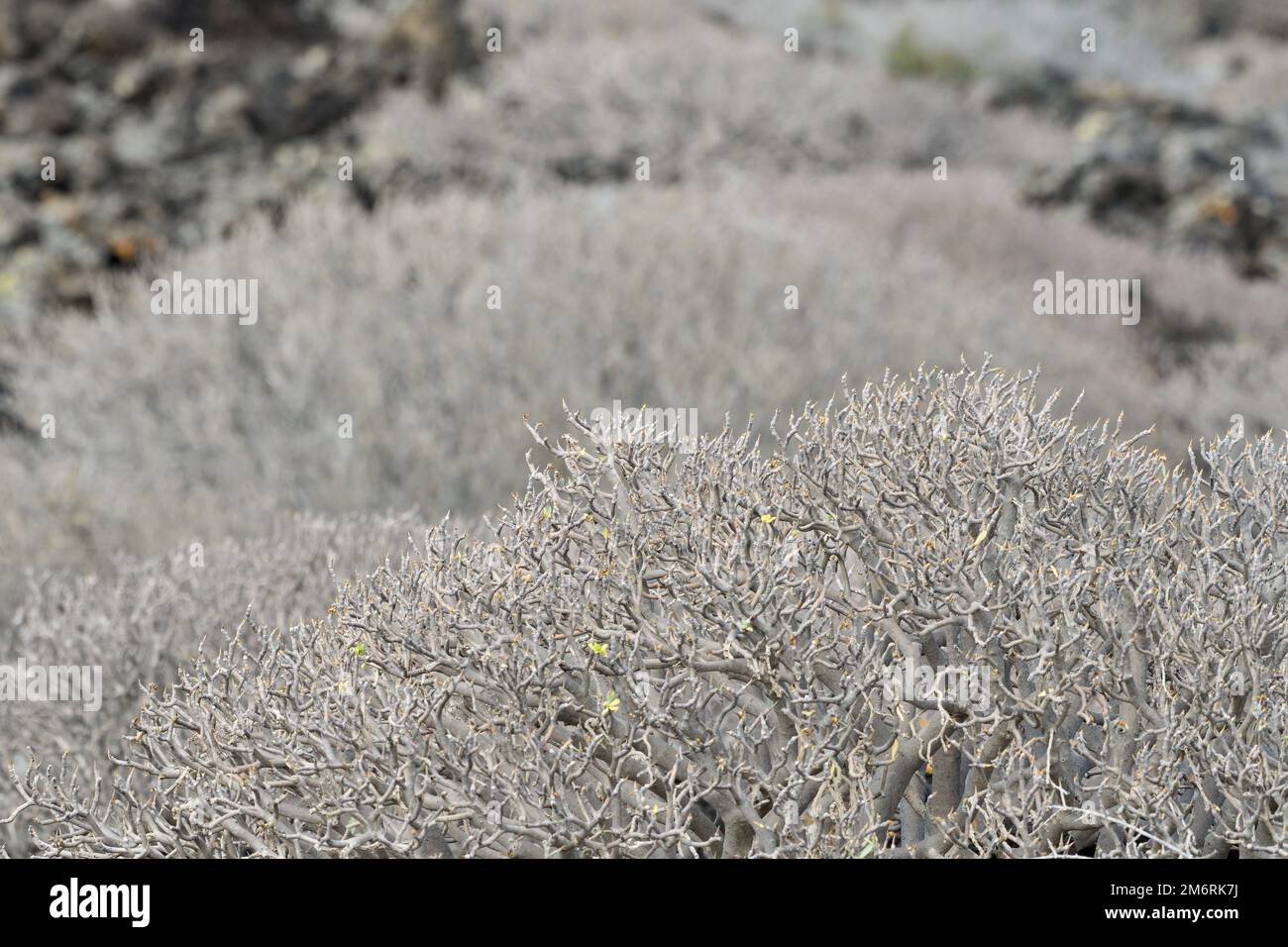 Euphorbia balsamifera hi-res stock photography and images - Alamy