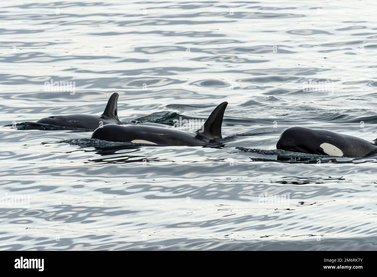 Killer whales (Orcinus orca) or orca, San Juan islands. Washington ...