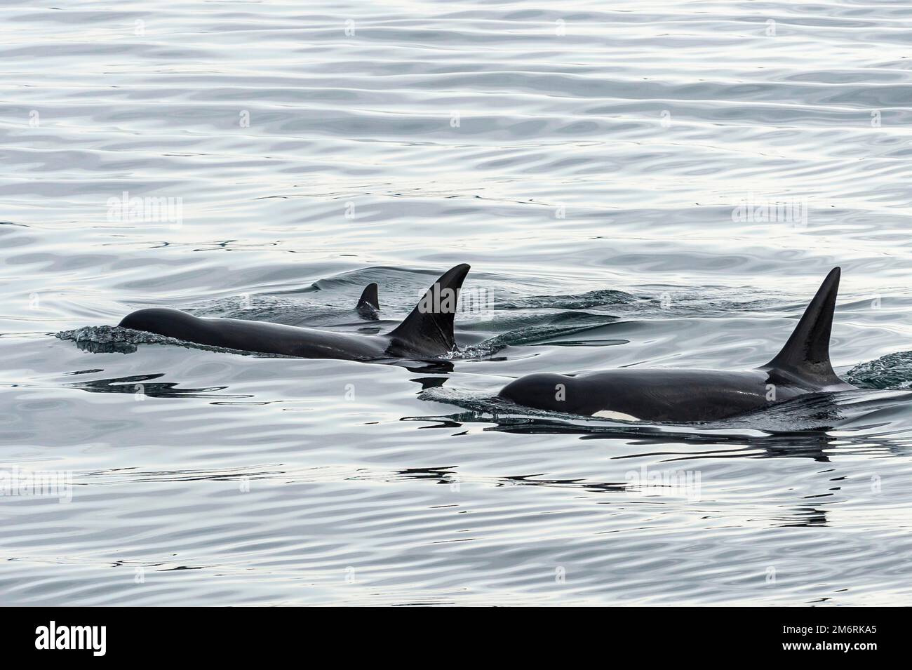 Killer whales (Orcinus orca) or orca, San Juan islands. Washington ...