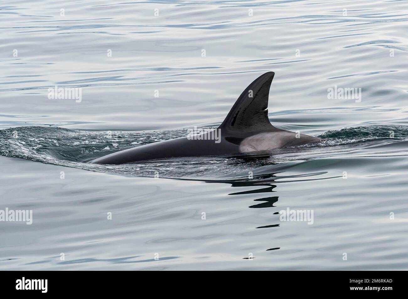 San juan islands washington state orca hi-res stock photography and ...